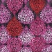 Garden Allure by Dari Designs Studios, Coral Dots, Robert Kaufman ...
