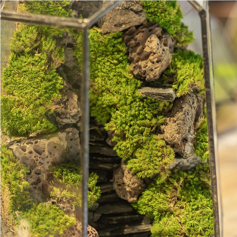 Terrarium Preserved Moss With Stone Staircase, Pond and Rocks ...