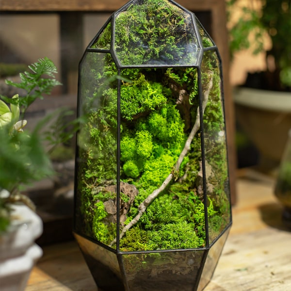 Desktop Terrarium - Etsy
