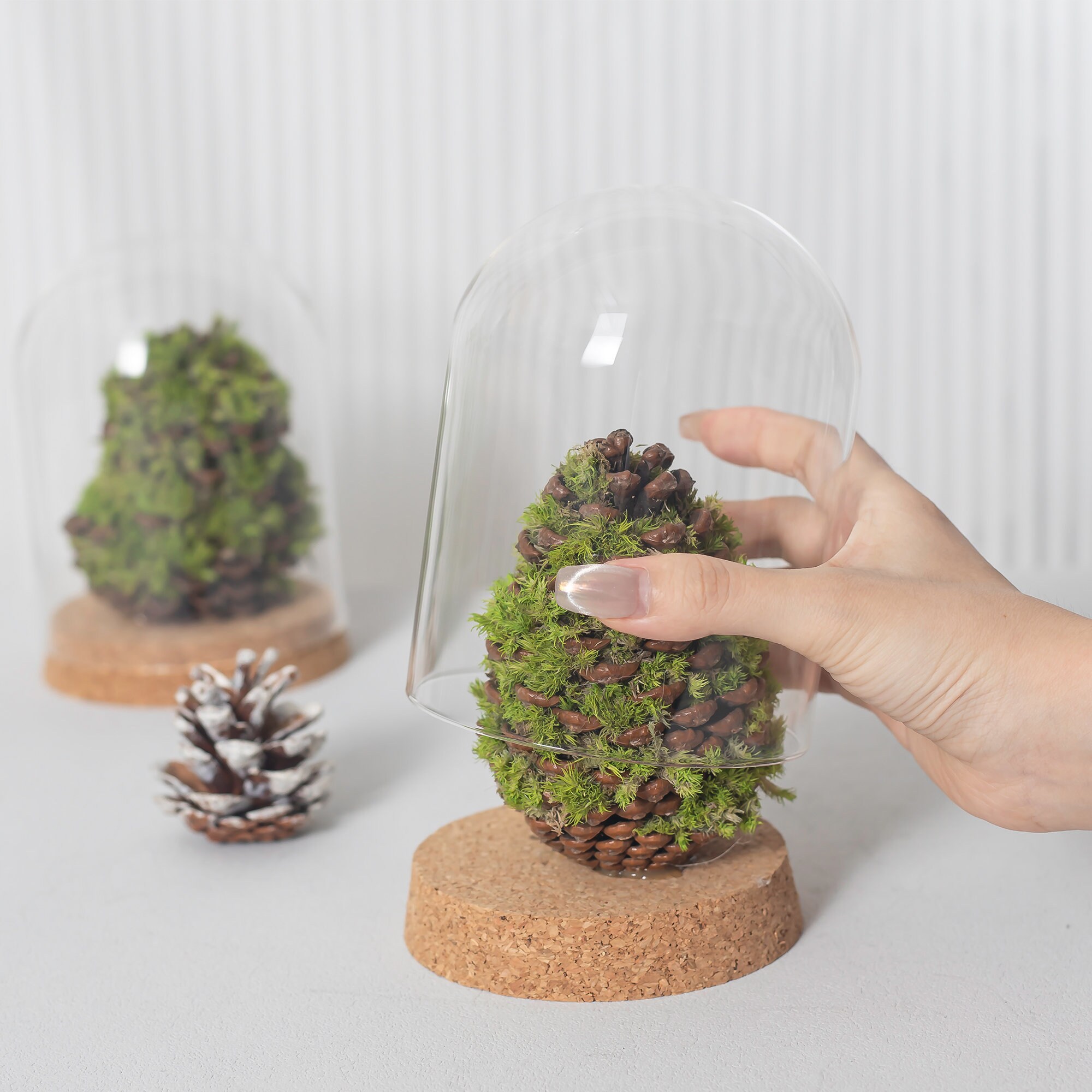 Pine Cones and Preserved Moss Landscape, Pinecone With Moss in ...