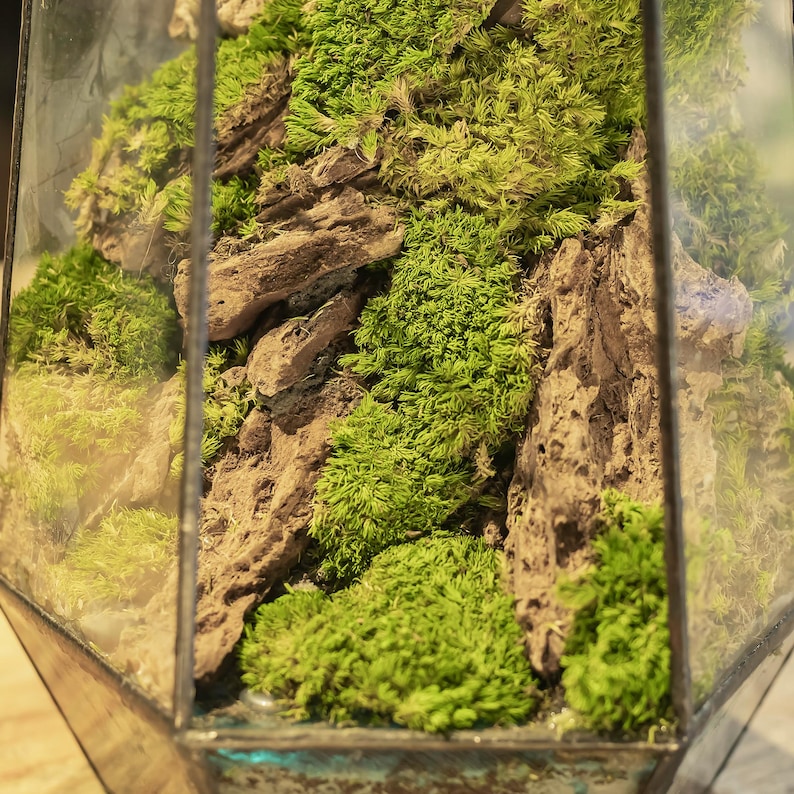 Geometric Glass Terrarium With Mountain Moss Landscape, Preserved Moss ...
