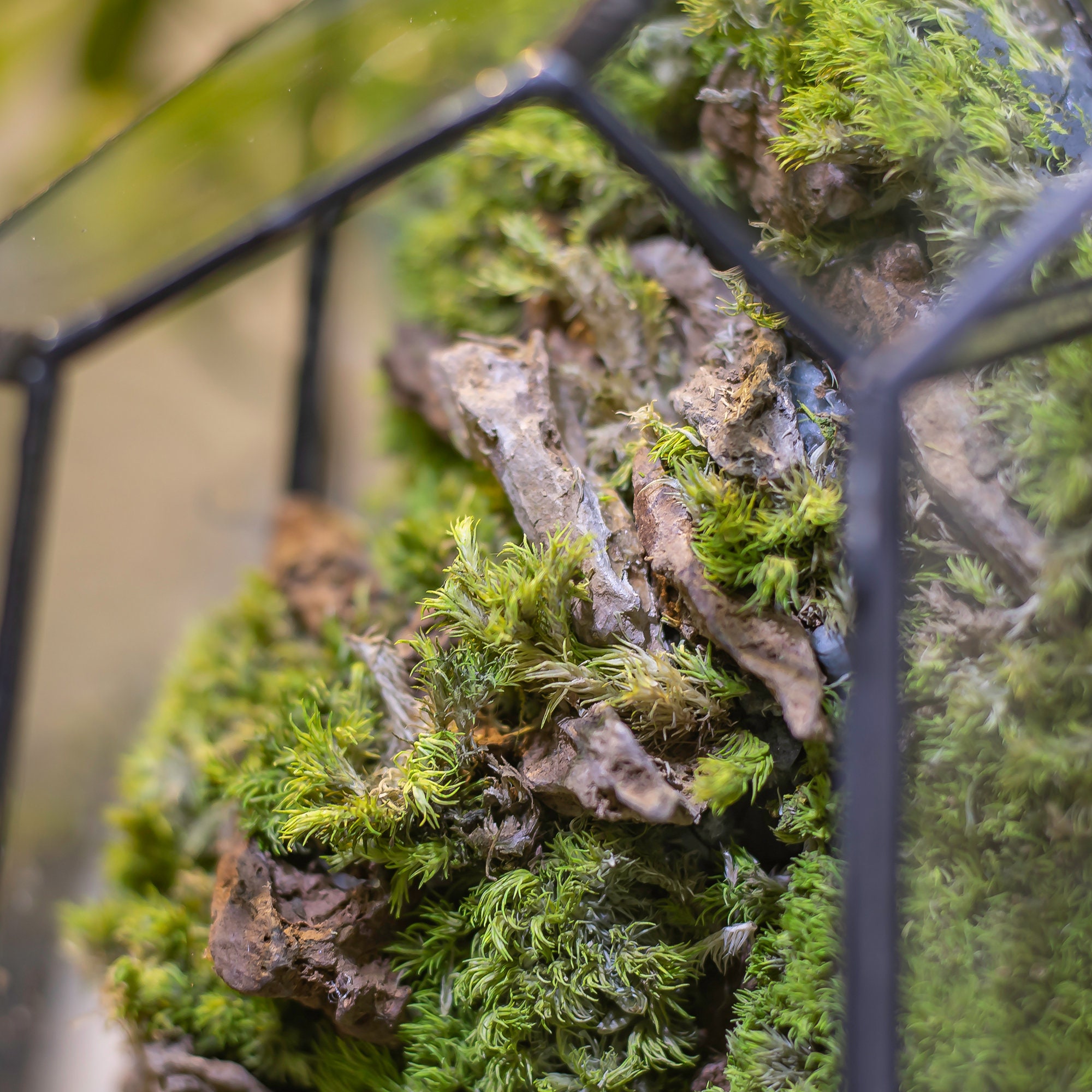 Zen Garden Miniature Ecosystem With Preserved Moss, Mountain Springs ...