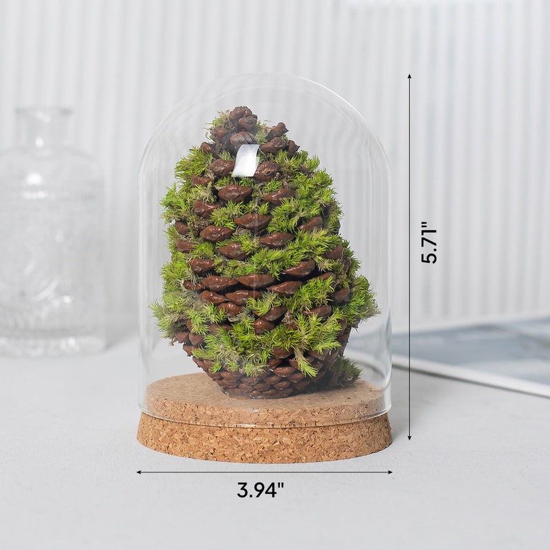 Pine Cones and Preserved Moss Landscape, Pinecone With Moss in ...