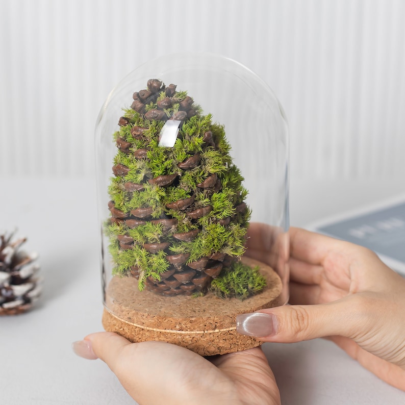 Pine Cones and Preserved Moss Landscape, Pinecone With Moss in ...