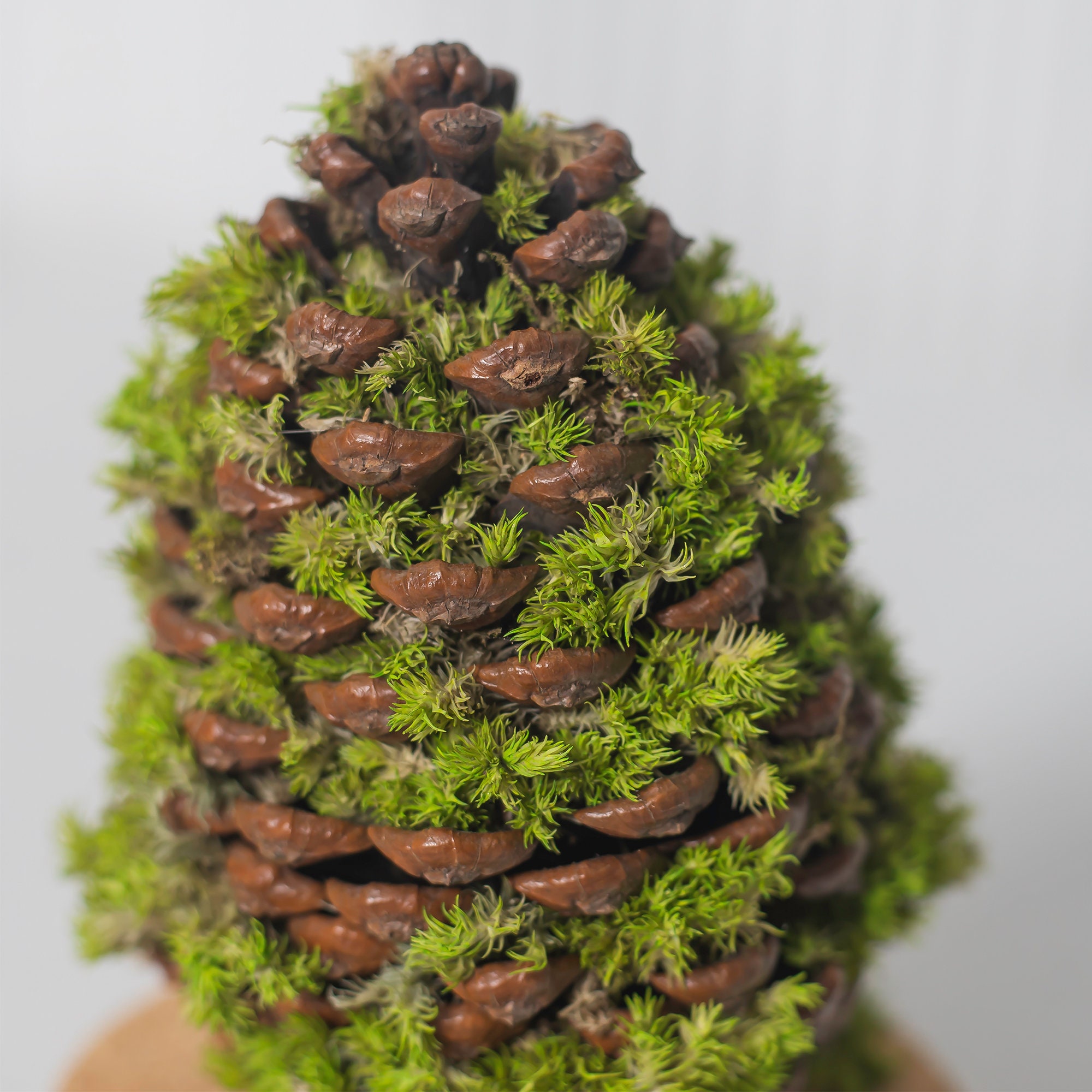 Pine Cones and Preserved Moss Landscape, Pinecone With Moss in ...