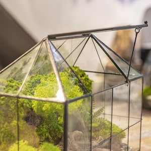 Geometric Greenhouse Terrarium With Preserved Moss, Fern Plants, Wood ...