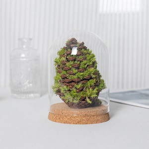 Pine Cones and Preserved Moss Landscape, Pinecone With Moss in ...