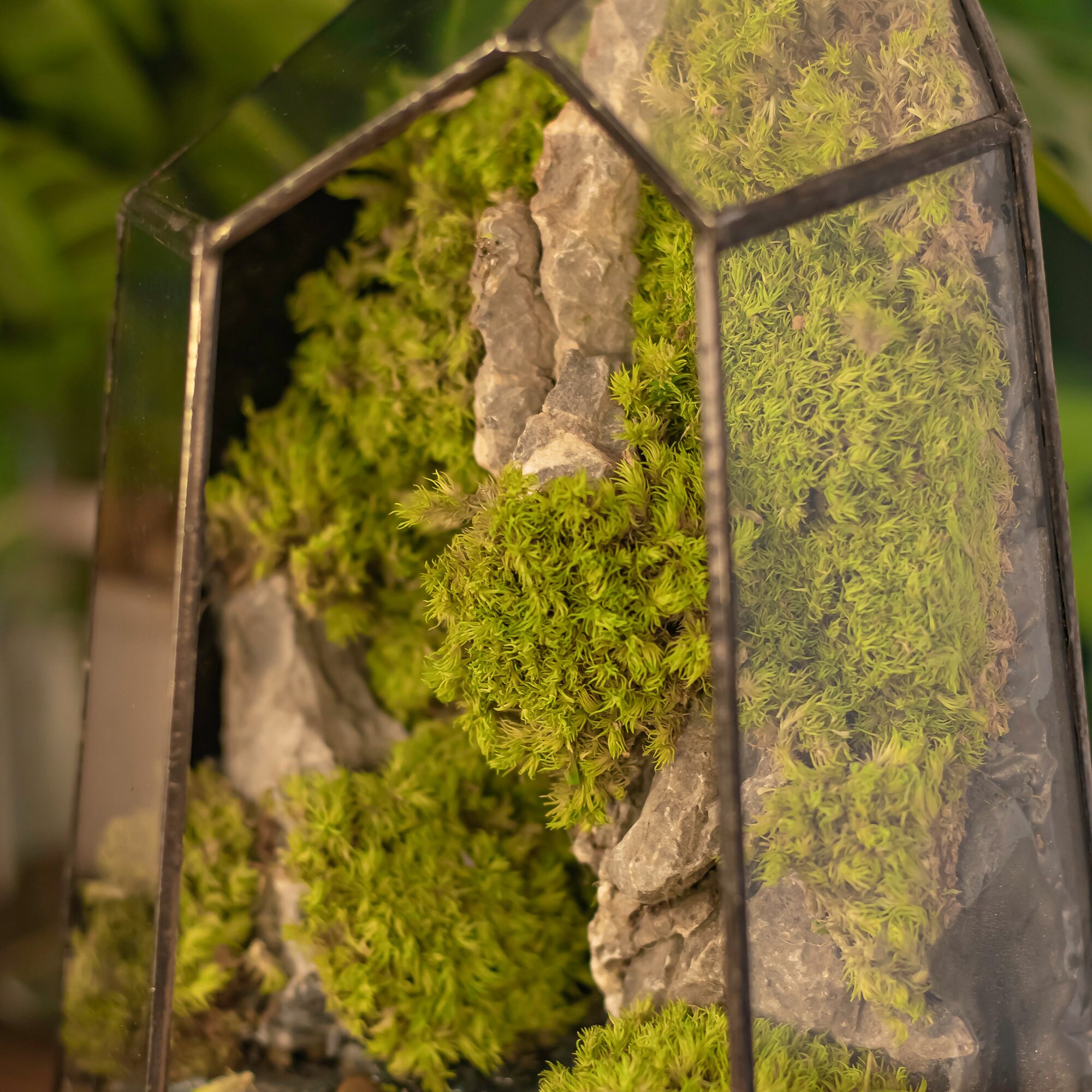 Preserved Moss Terrarium Landscape With Mountain Springs, Rainforest ...