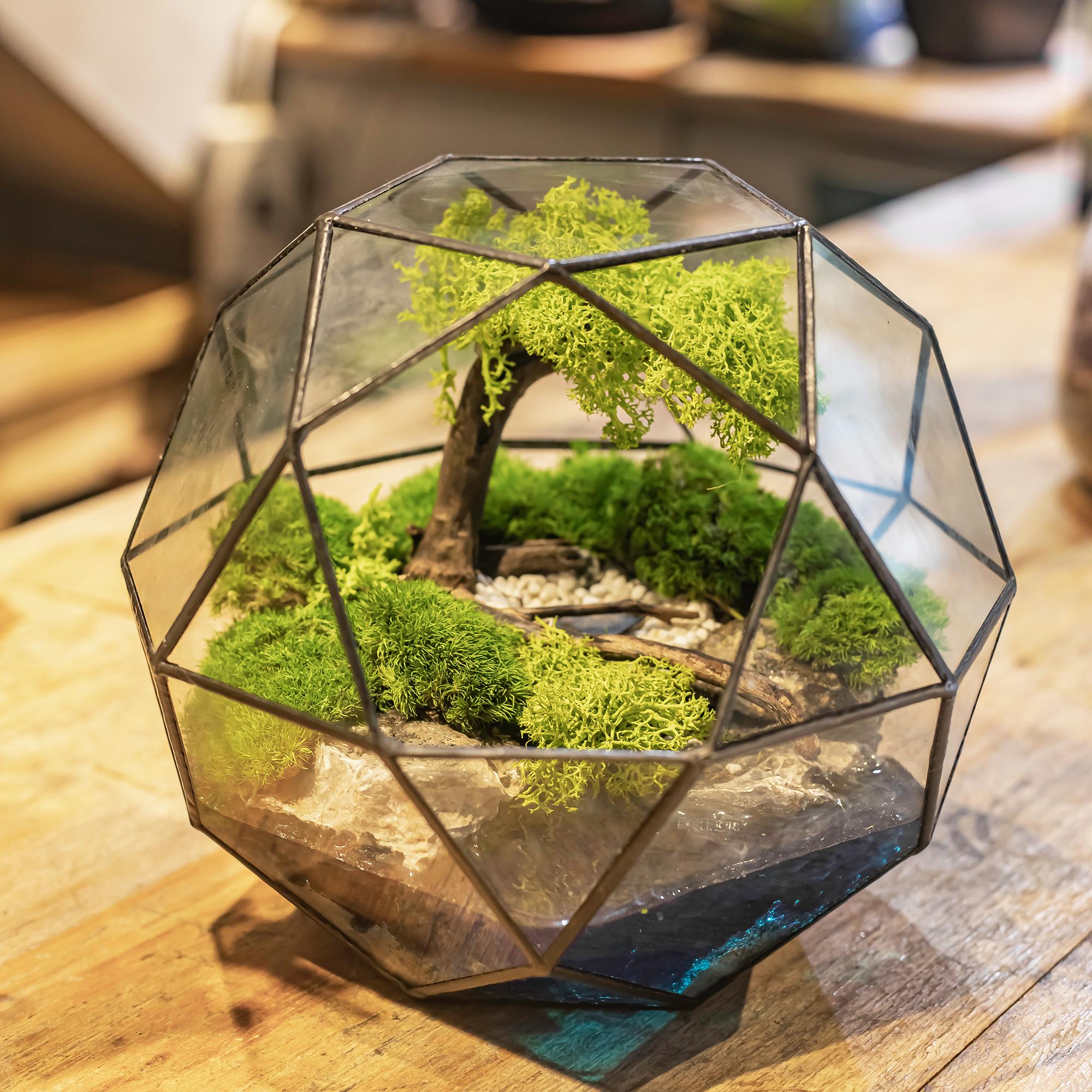 Polyhedral Spherical Terrarium With Moss Landscape - a Miniature World ...