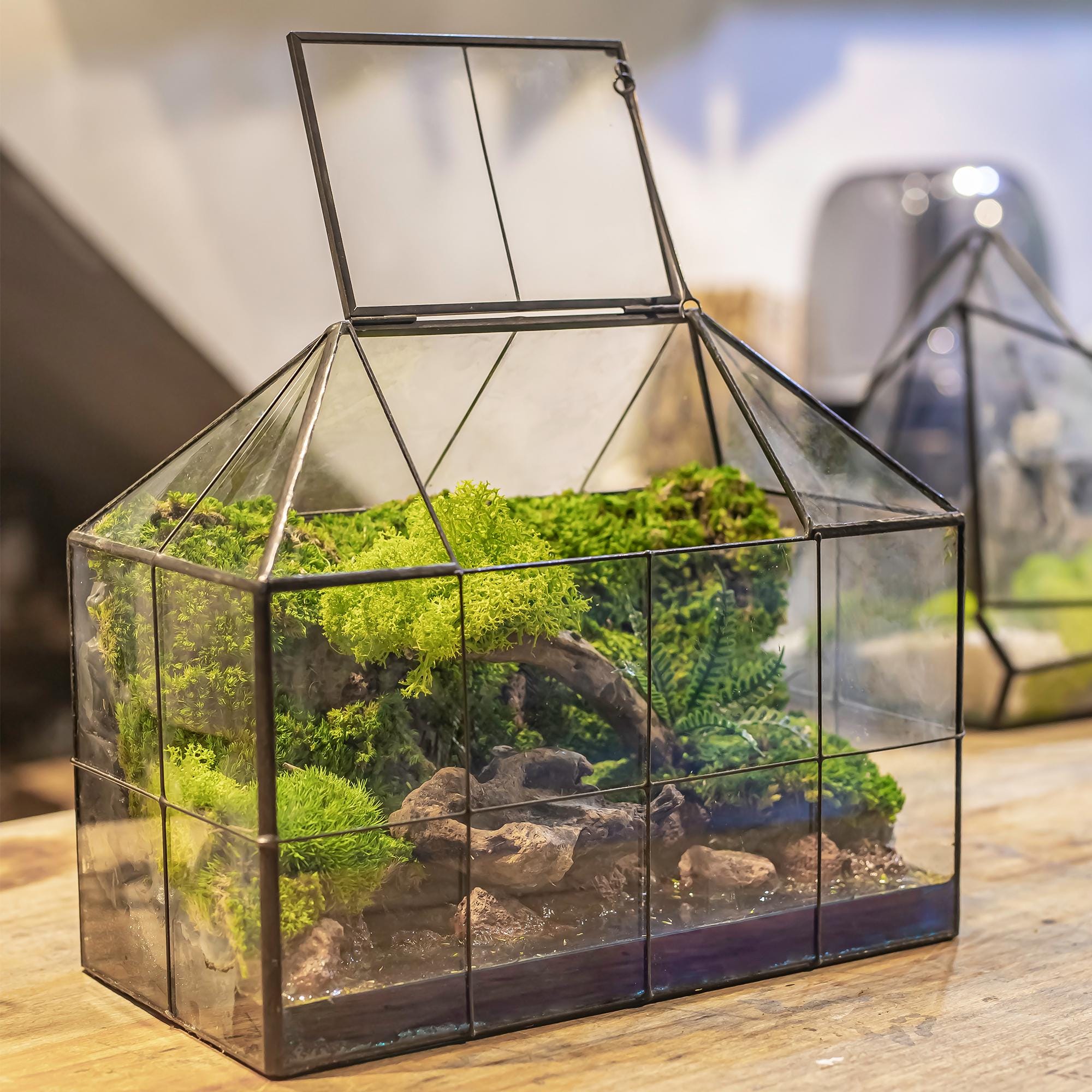 Geometric Greenhouse Terrarium With Preserved Moss, Fern Plants, Wood ...