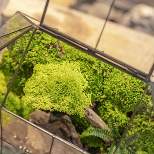 Geometric Greenhouse Terrarium With Preserved Moss, Fern Plants, Wood ...
