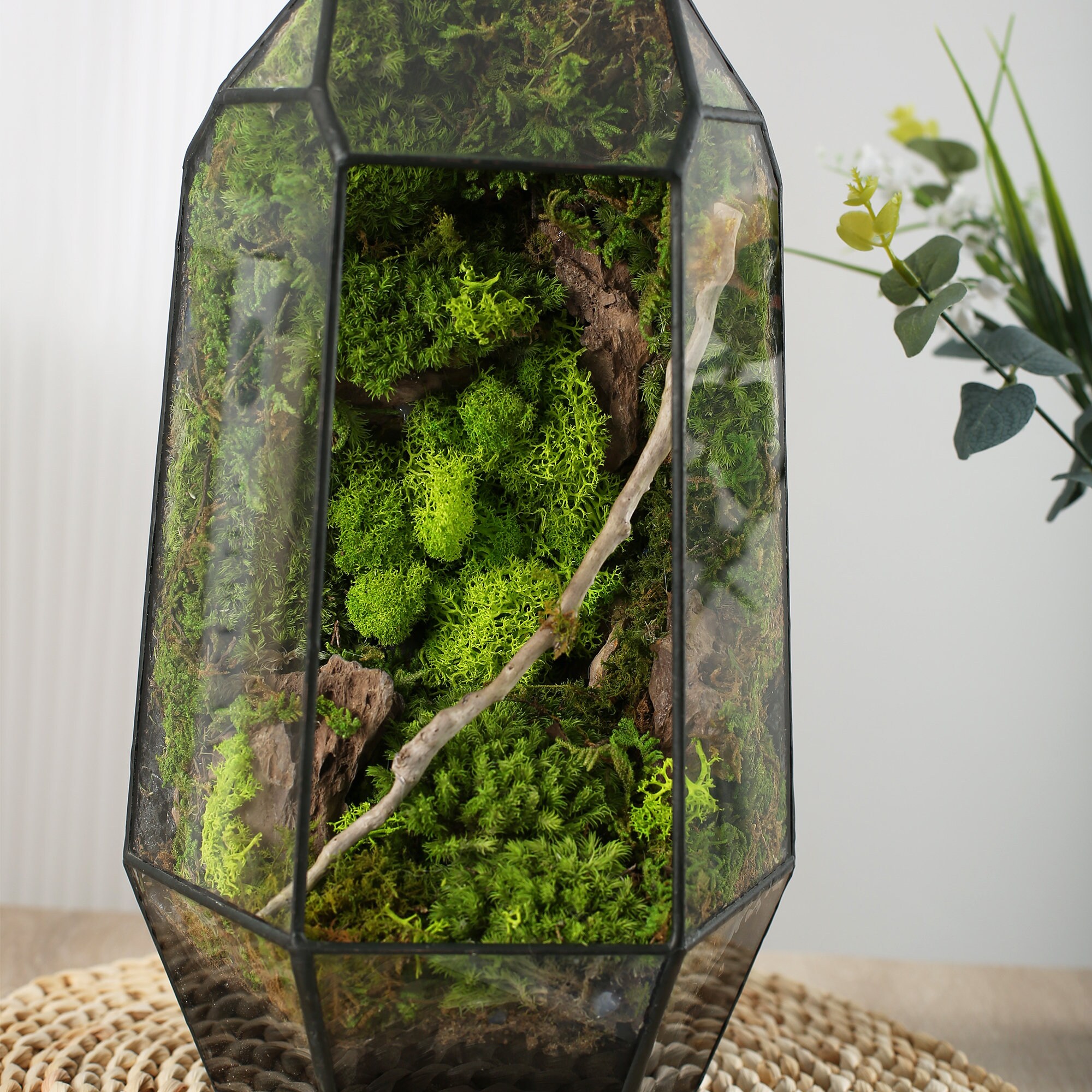 Terrarium Preserved Moss, Geometric Terrarium Moss Wall, Mossy and Tree ...