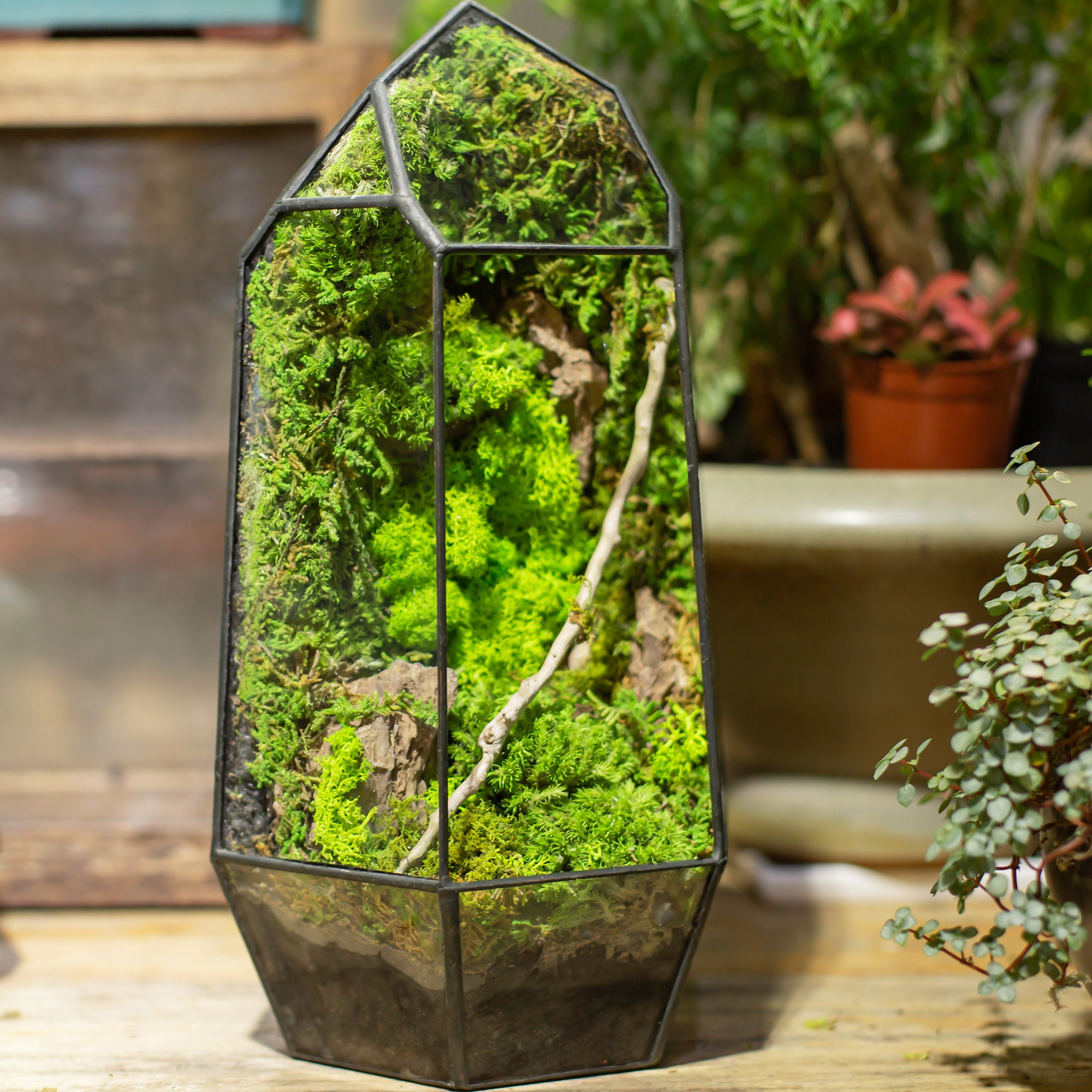 Terrarium Preserved Moss, Geometric Terrarium Moss Wall, Mossy and Tree ...