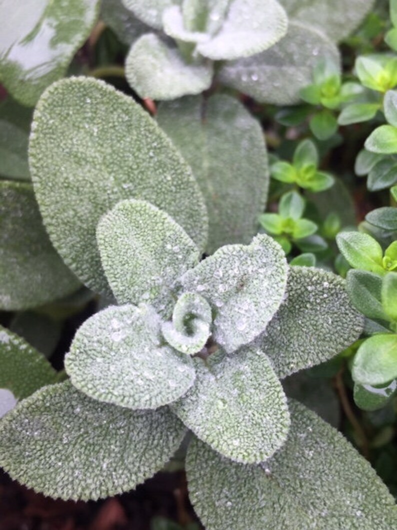 Sacred Geometry Lotus Shell Art Print on Archival Quality Watercolor ...