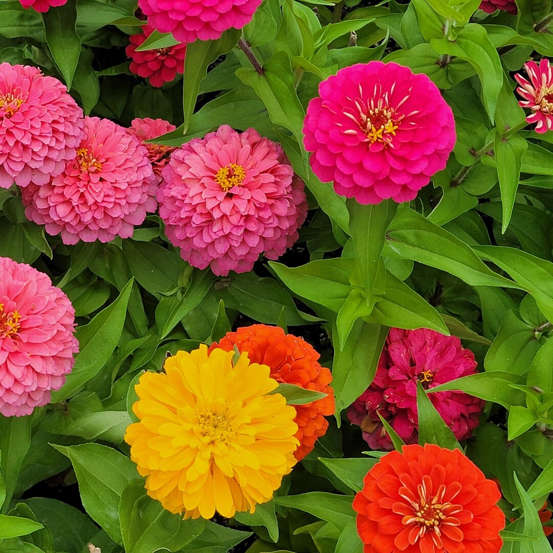 Beautiful Nature Photos. Vibrant Colors for Decorating or Educational ...