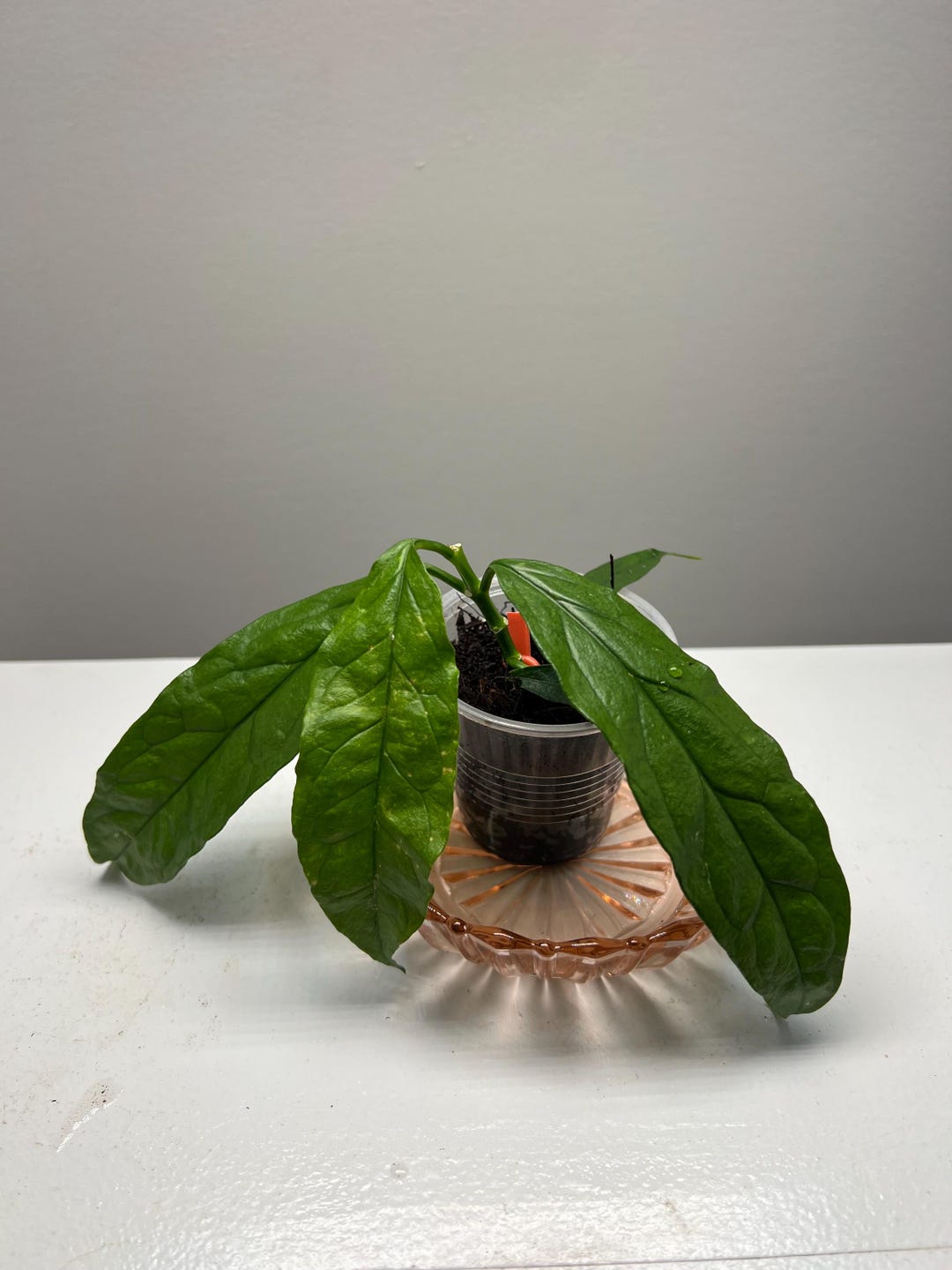 Hoya Decipulae - Etsy