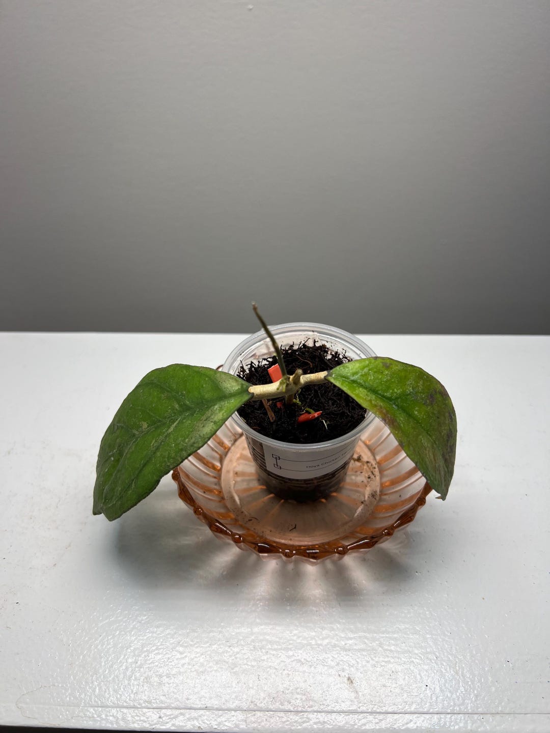 Hoya Chicken Farm - Etsy