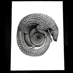 Pangolin Lithograph Art Print: Limited Edition Animal Artwork, Pangolin ...