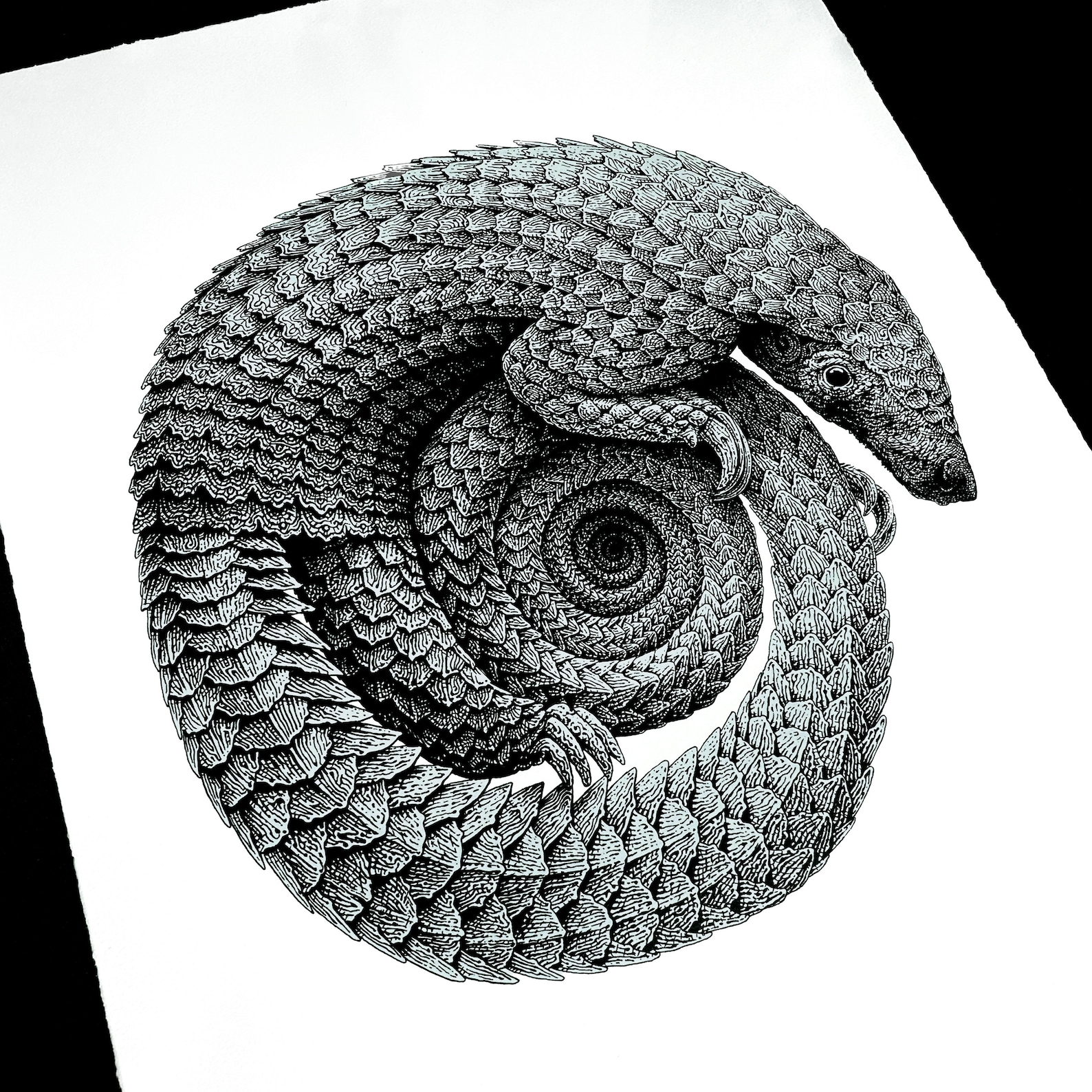 Pangolin Lithograph Art Print: Limited Edition Animal Artwork, Pangolin ...
