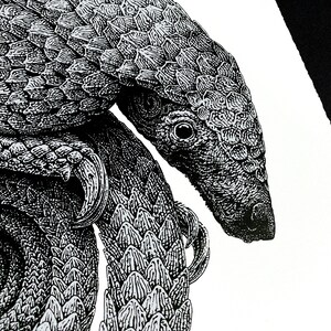 Pangolin Lithograph Art Print: Limited Edition Animal Artwork, Pangolin ...