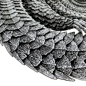 Pangolin Lithograph Art Print: Limited Edition Animal Artwork, Pangolin ...