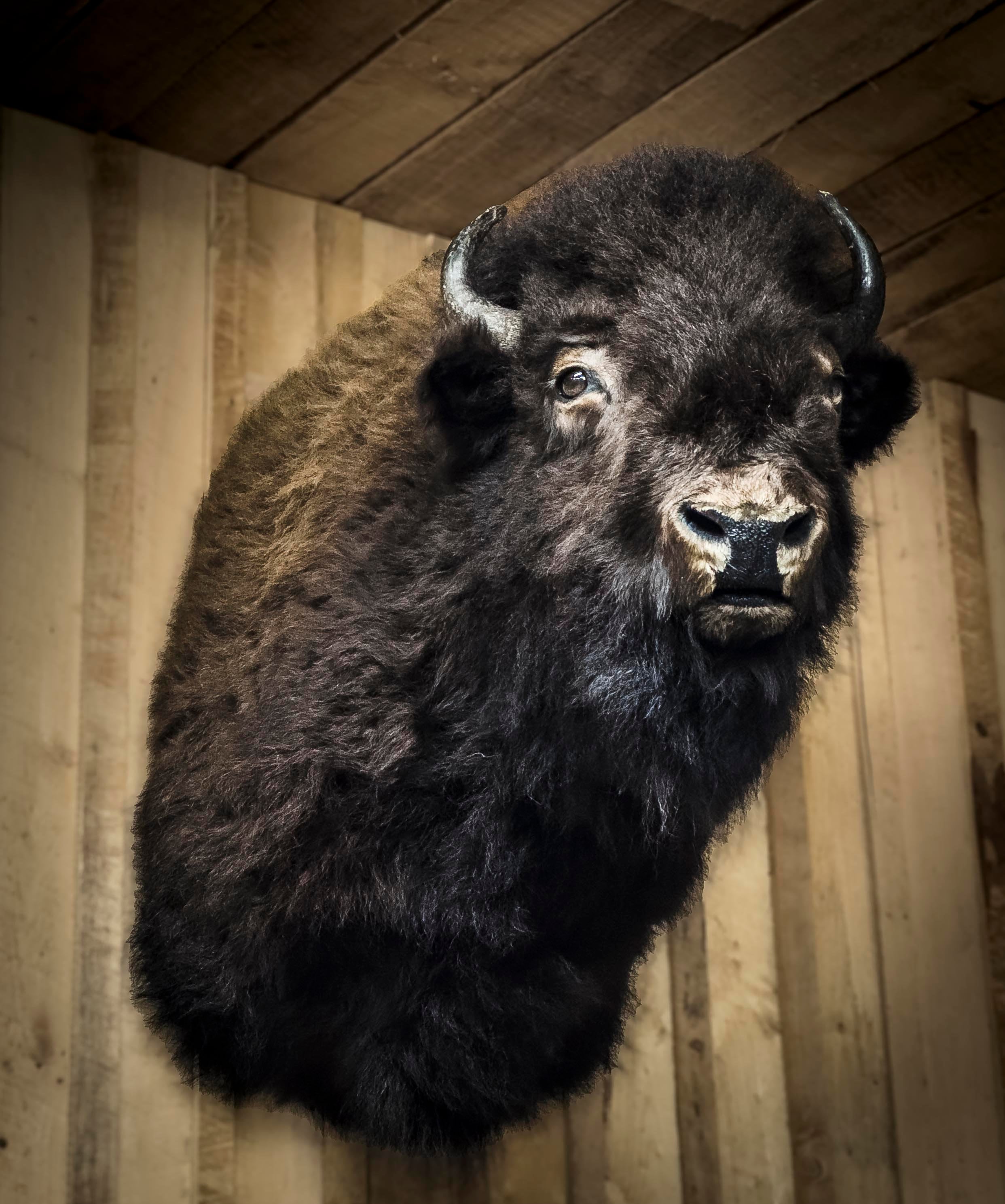 Unique Wood Bison Shoulder Mount - Etsy