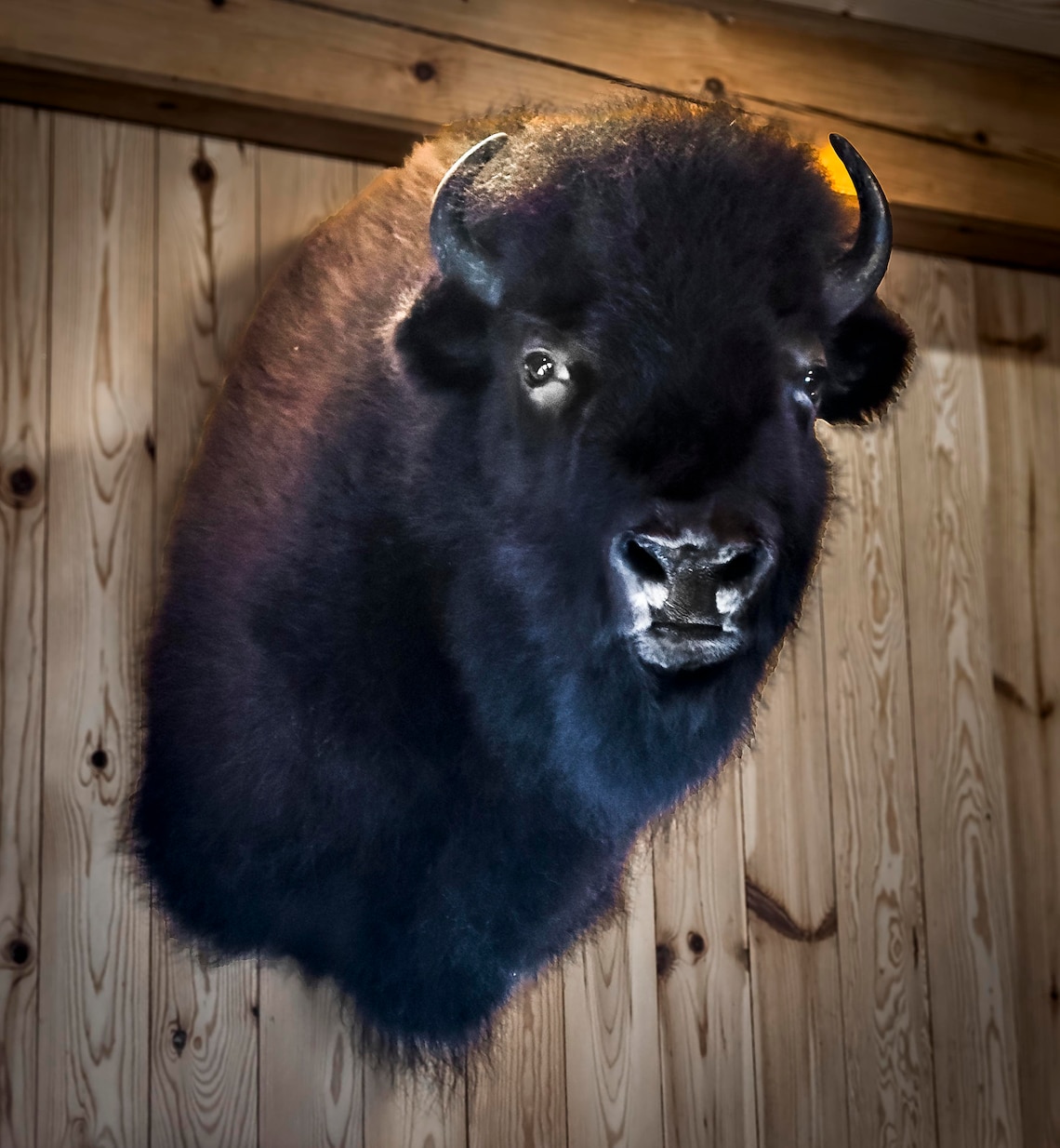 Unique Wood Bison Shoulder Mount - Etsy