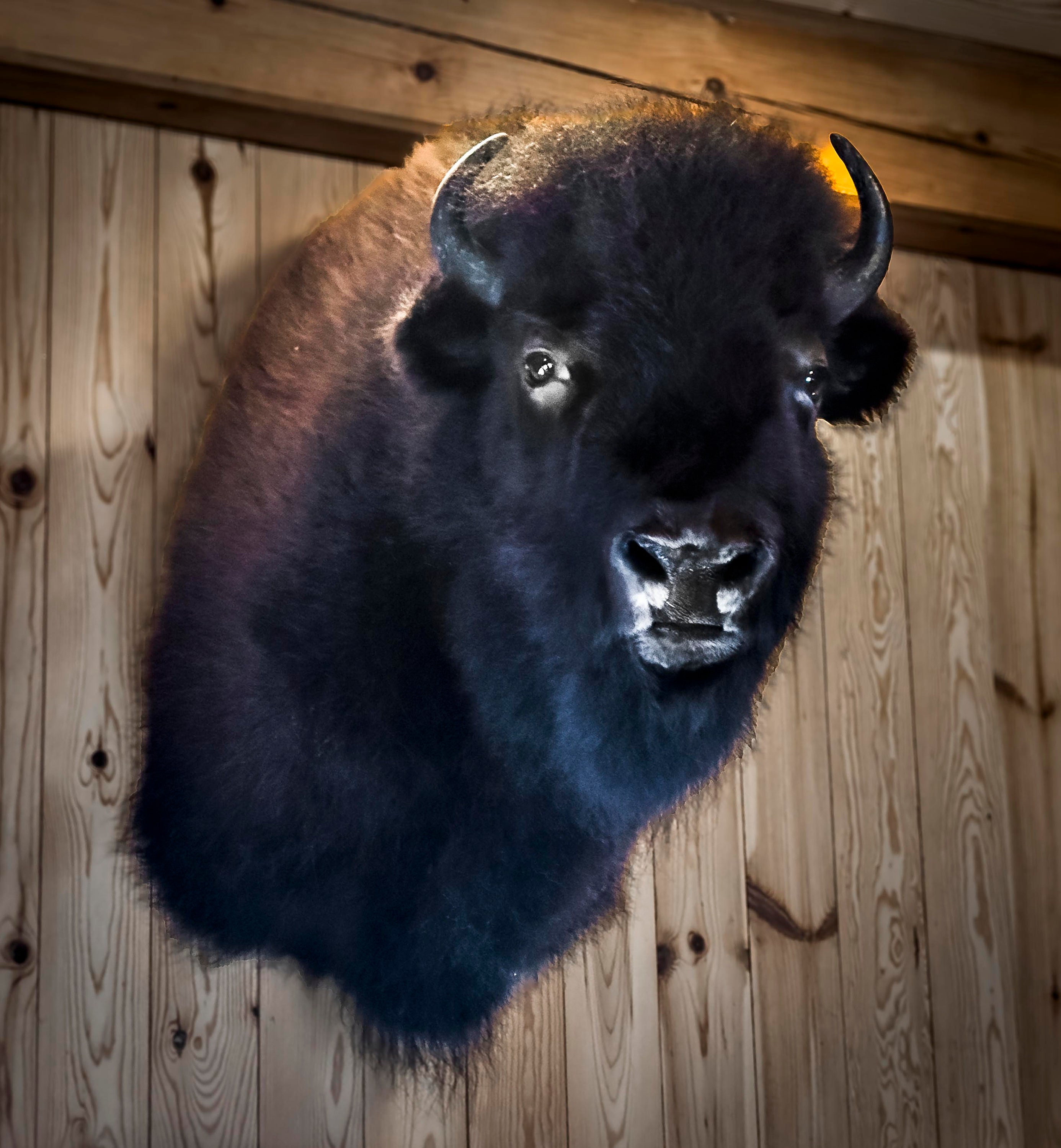 Unique Wood Bison Shoulder Mount - Etsy