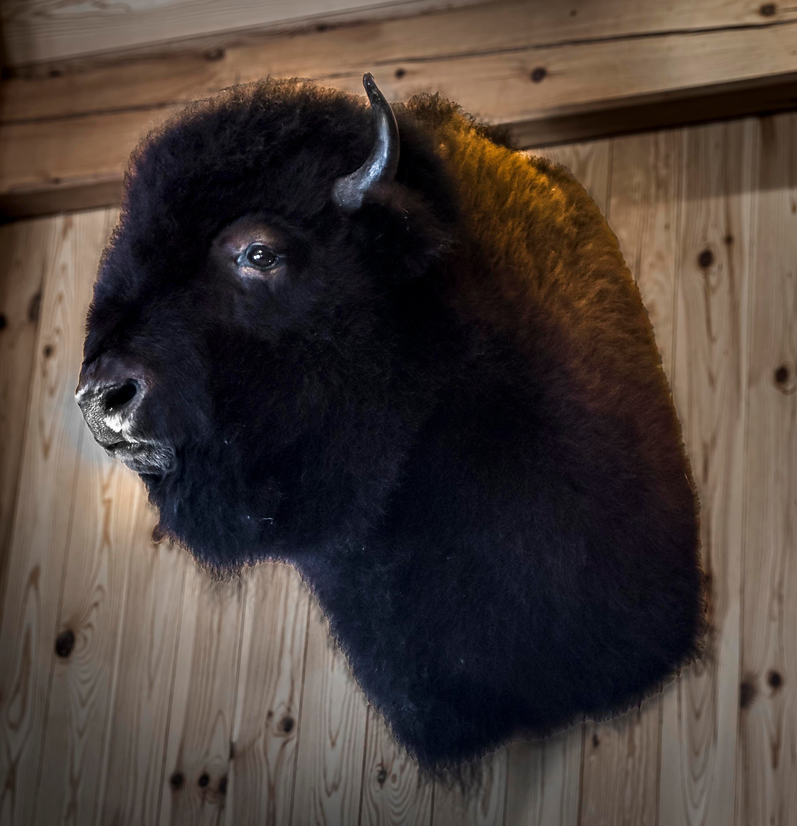 Unique Wood Bison Shoulder Mount - Etsy