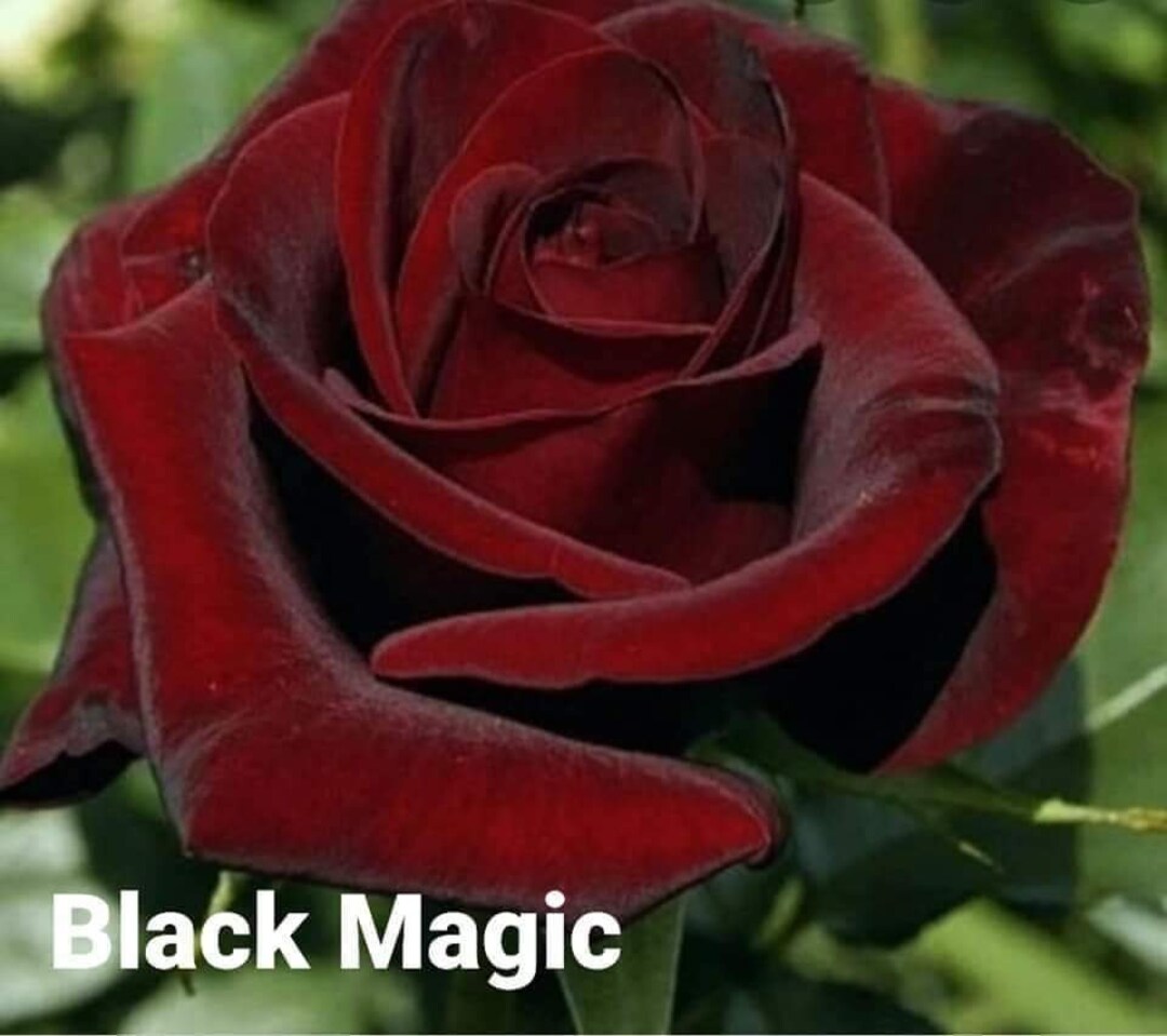 Black Magic Hybrid Tea Rose in 4L Pot Garden Plant, Rare, Outdoor Live ...
