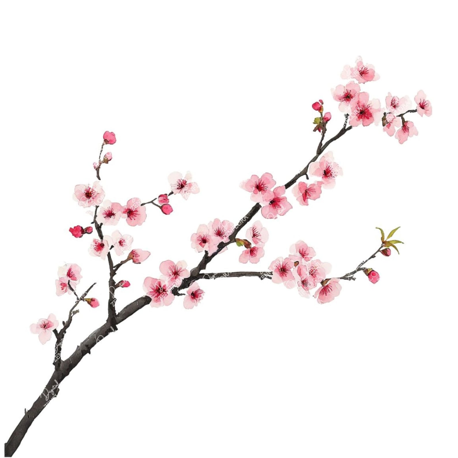 Watercolor Sakura Clip Art: Cherry Blossom Branch PNG (digital Download ...