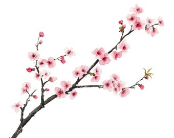 Watercolor Sakura Clip Art: Cherry Blossom Branch PNG (digital Download ...