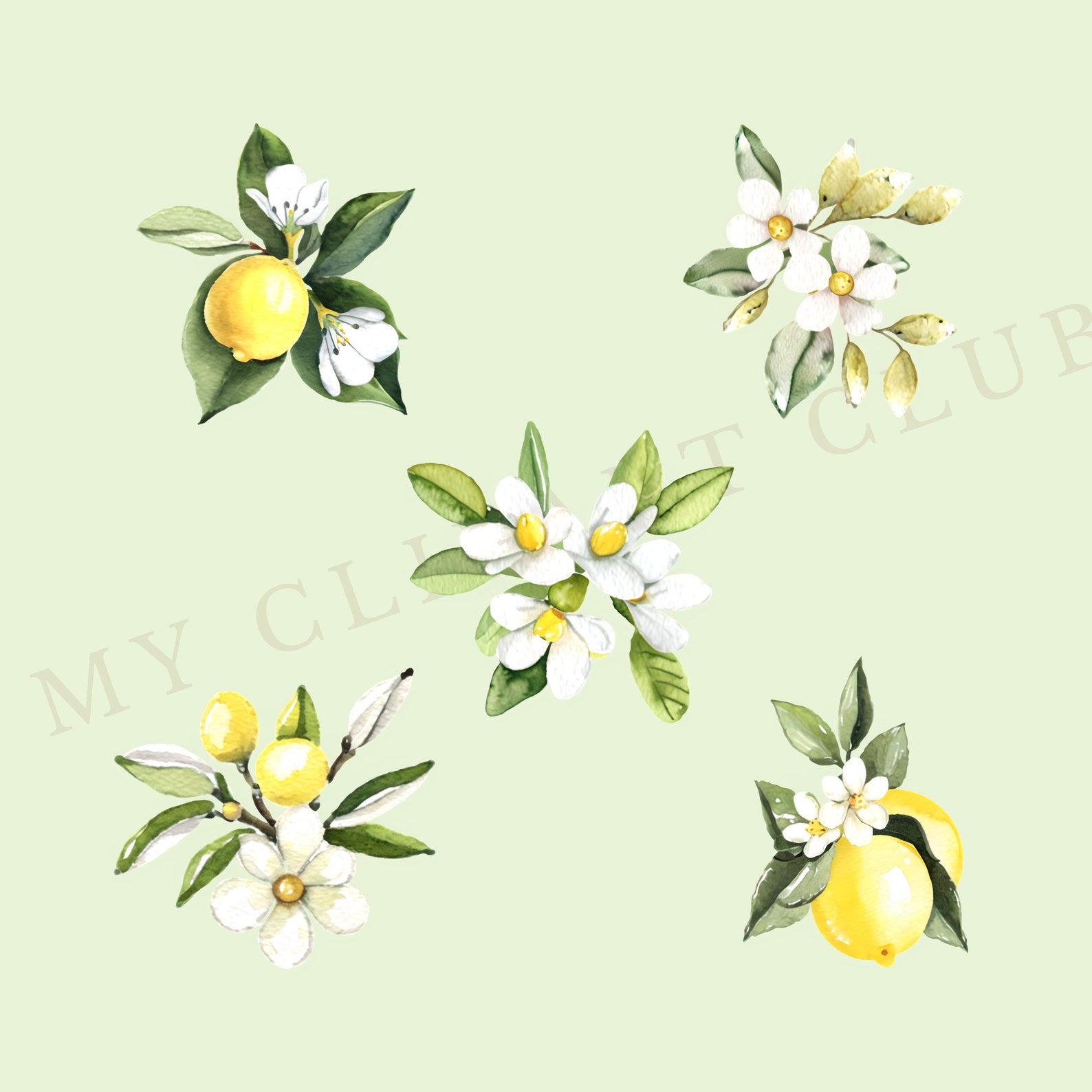 5 Lemon Blossom Watercolor Clipart, Lemon SVG, Blossom Floral Summer ...