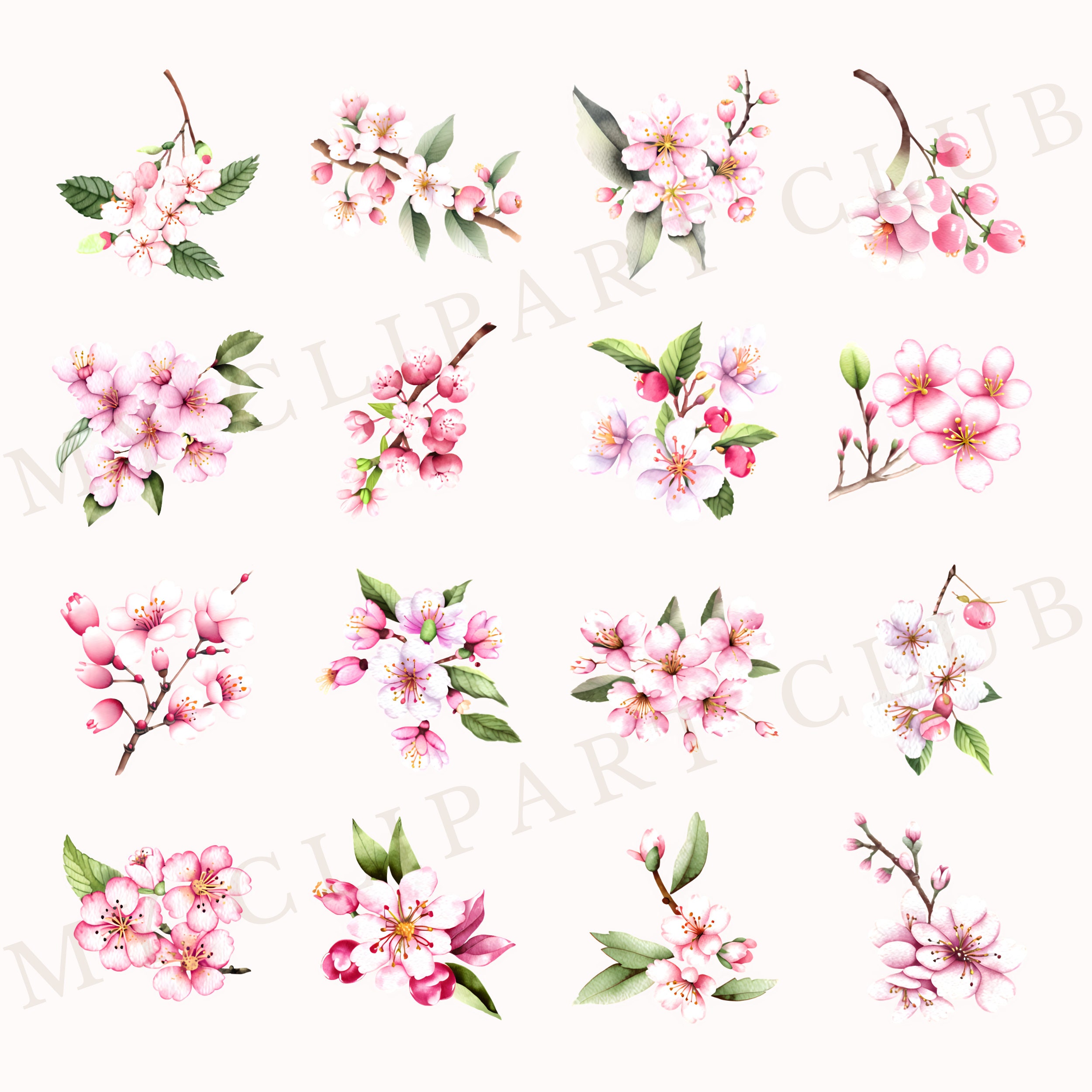 80 PNG Watercolor Cherry Blossom Bundle, Blossom PNG, Cherry Blossom ...