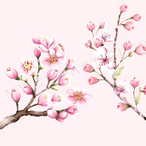 80 PNG Watercolor Cherry Blossom Bundle, Blossom PNG, Cherry Blossom ...