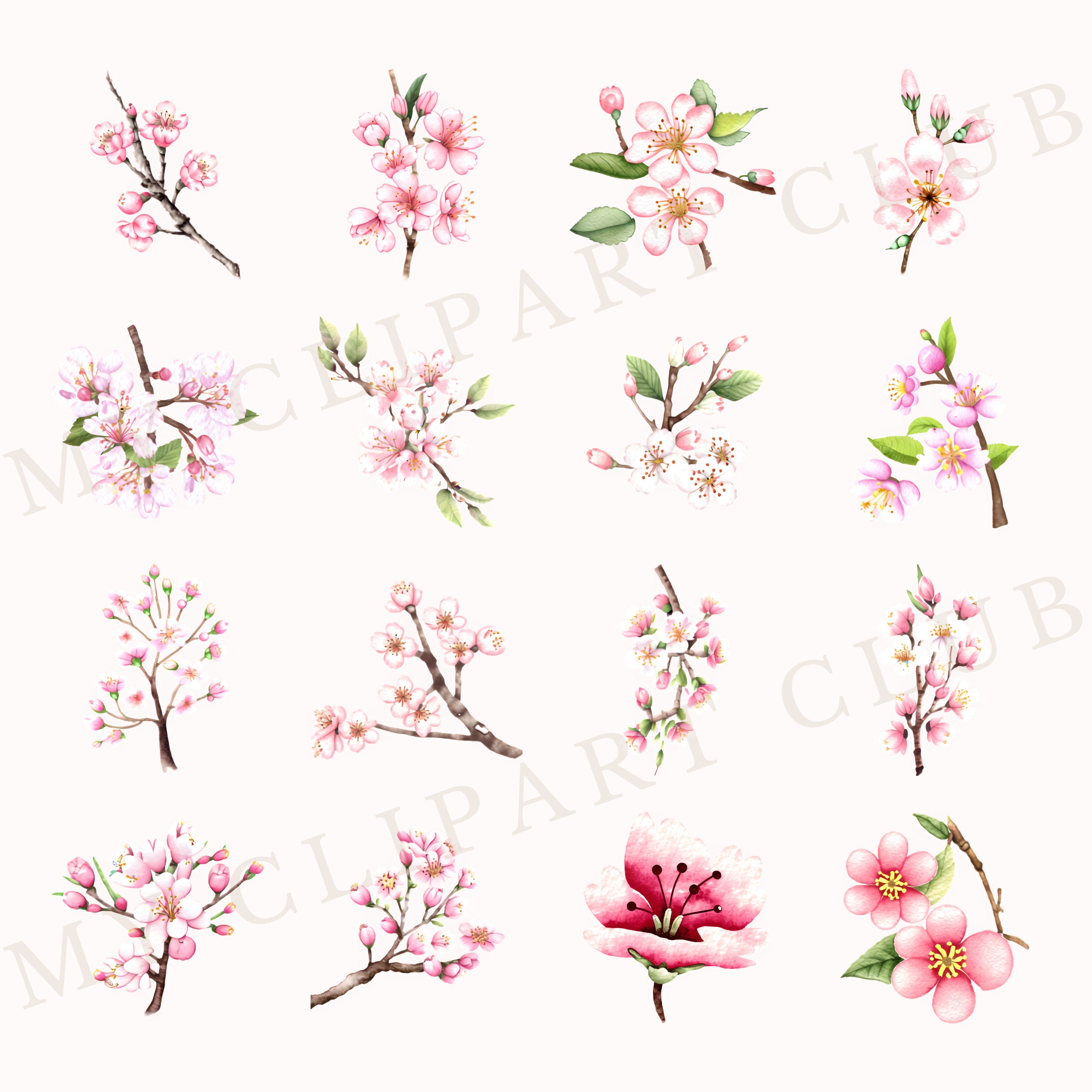 80 PNG Watercolor Cherry Blossom Bundle, Blossom PNG, Cherry Blossom ...