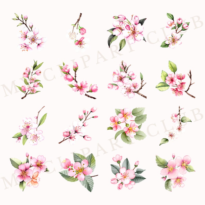 80 PNG Watercolor Cherry Blossom Bundle, Blossom PNG, Cherry Blossom ...