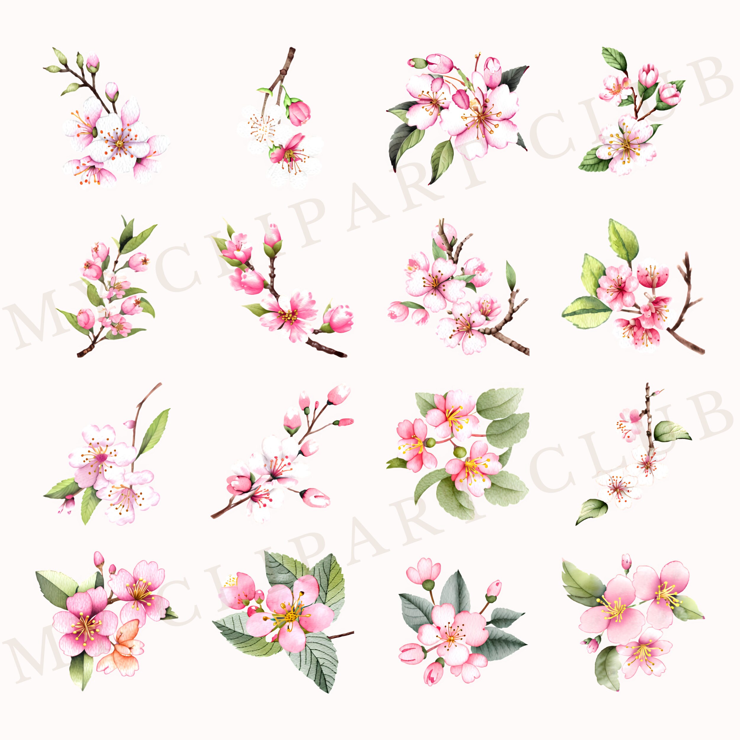 80 PNG Watercolor Cherry Blossom Bundle, Blossom PNG, Cherry Blossom ...