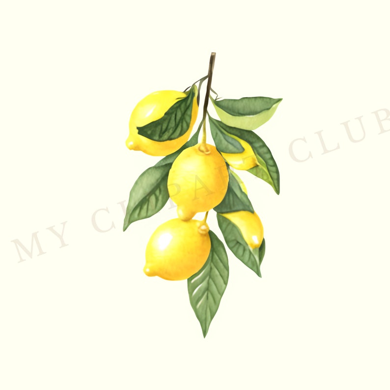 40 Watercolor Lemon Clipart, Lemon PNG, Lemonade, Blossom Floral Summer ...