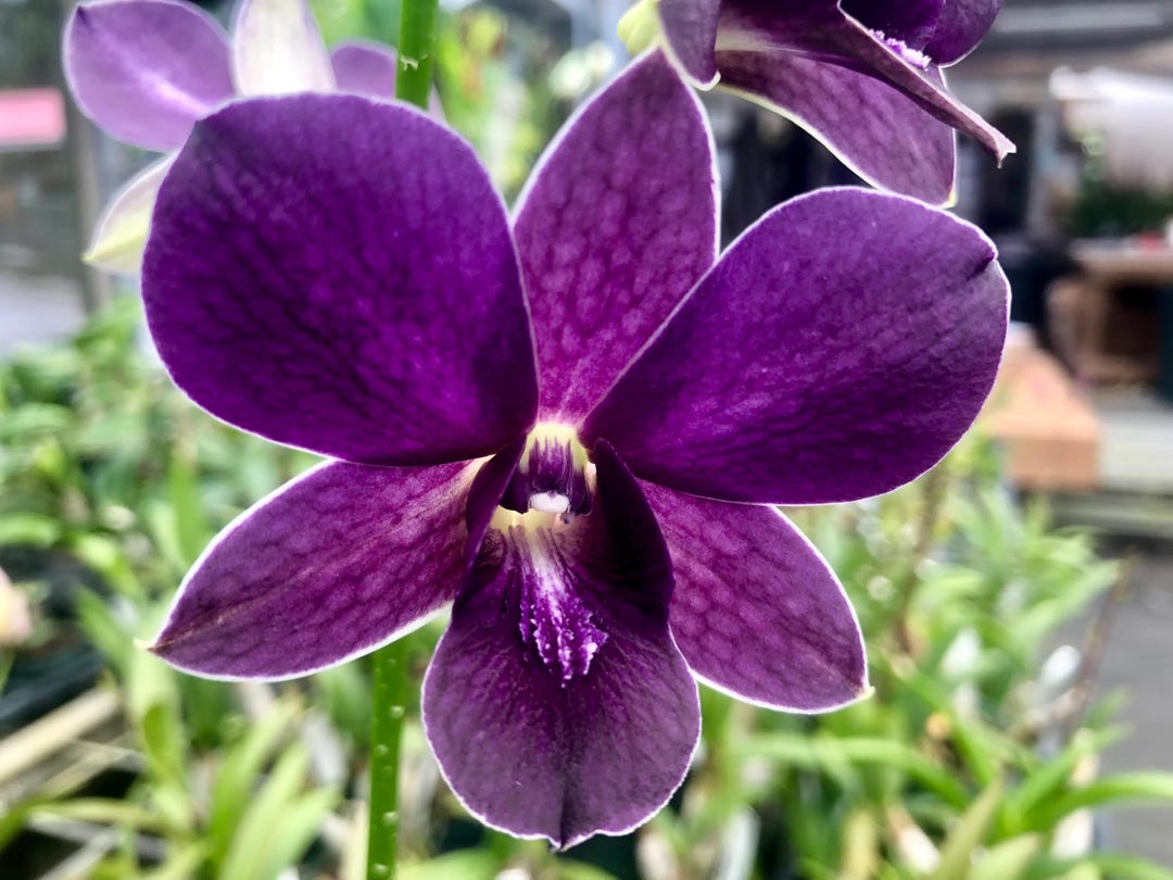 Den. Sakda Blue - Mature Orchid | 4 Inch Pot - Etsy