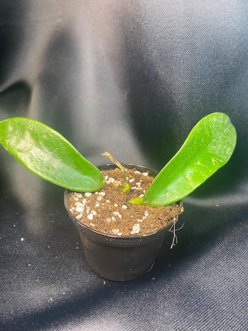 Hoya Meliflua | 2.5 Inch Pots - Etsy