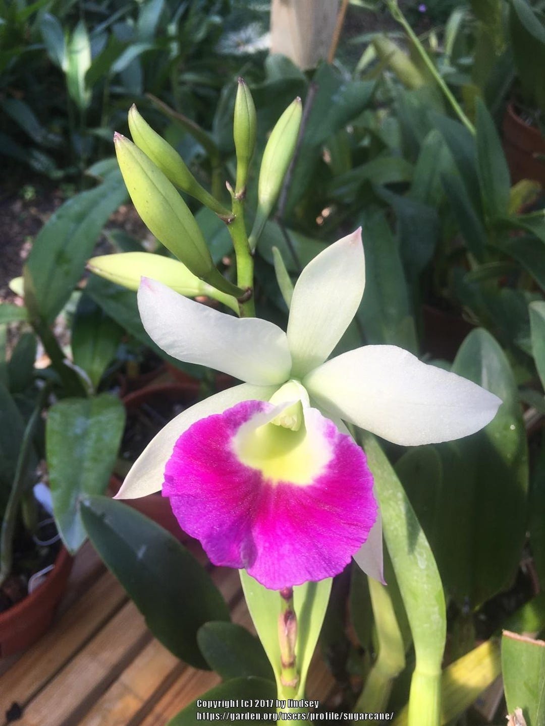 Bc Hawaii Stars ‘paradise’ - Young Orchid | 2.5 Inch Pot - Etsy