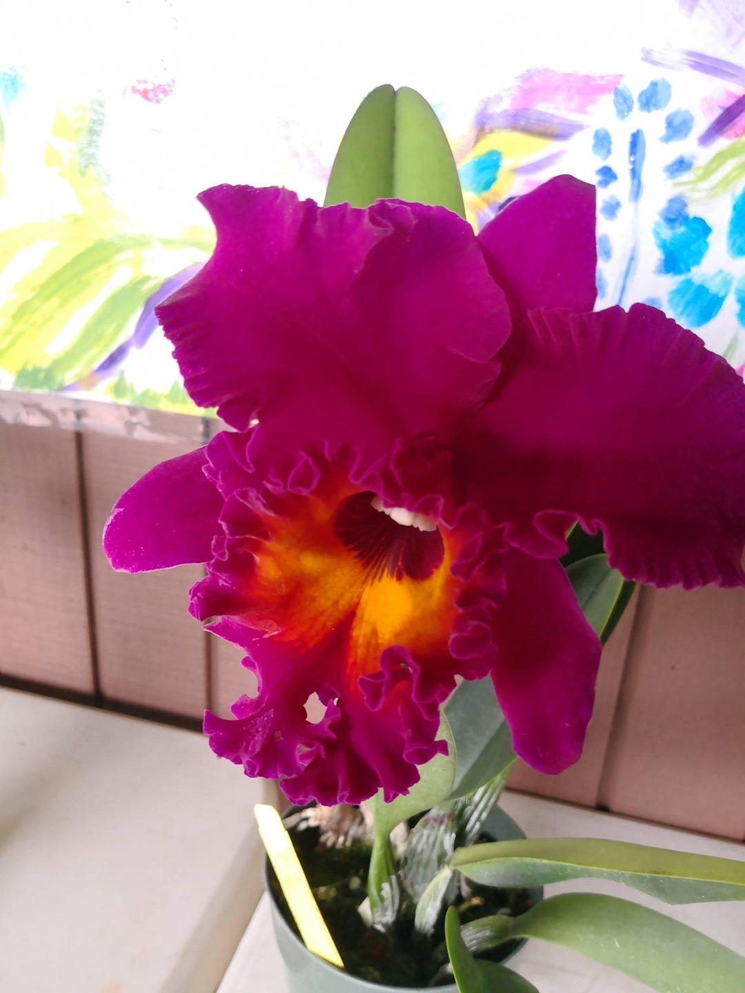 Blc Hawaiian Ruby ‘paradise’ - Young Orchid | 2.5 Inch Pot (out of ...