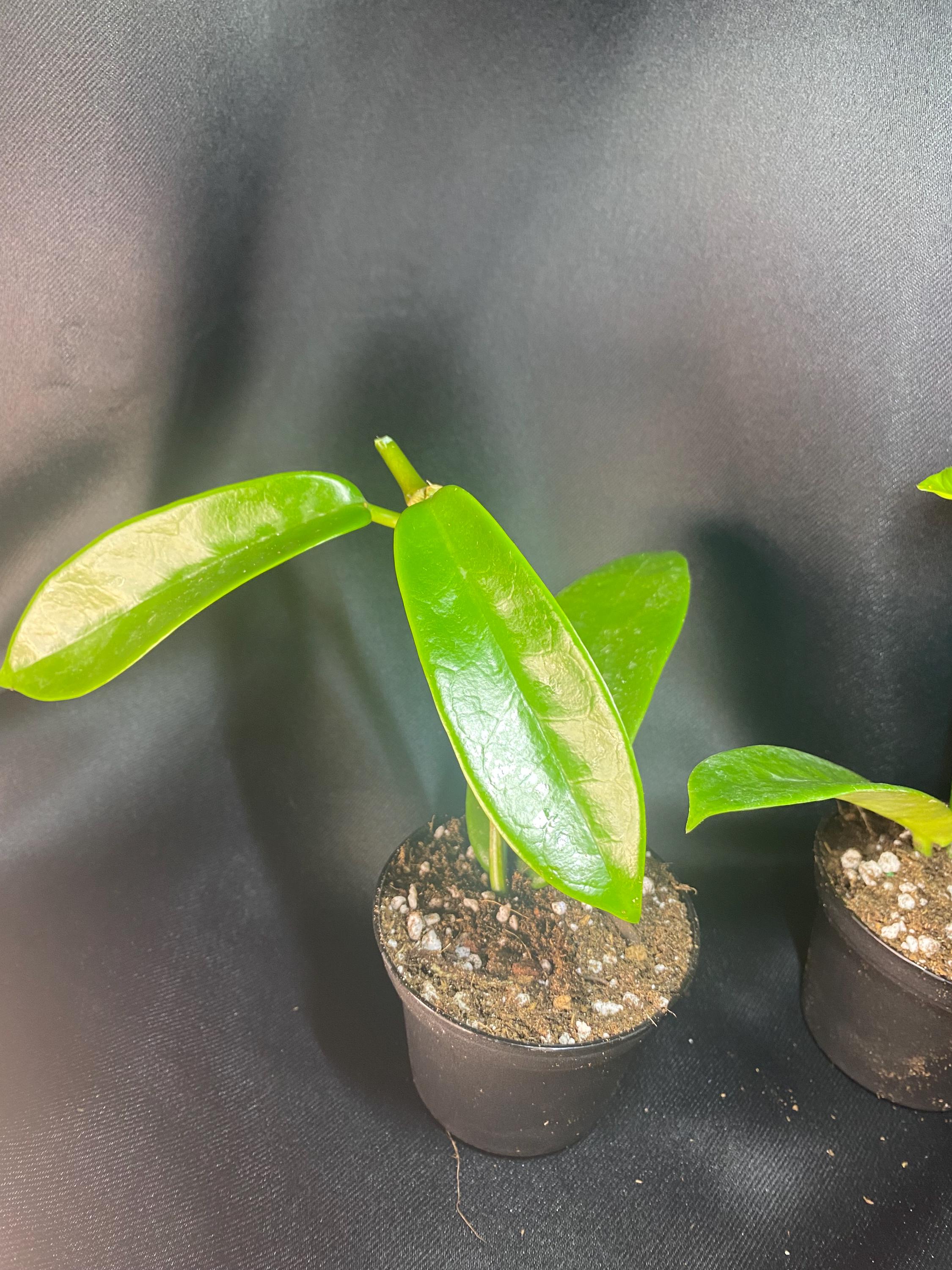 Hoya Meliflua | 2.5 and 3.5 Inch Pots - Etsy