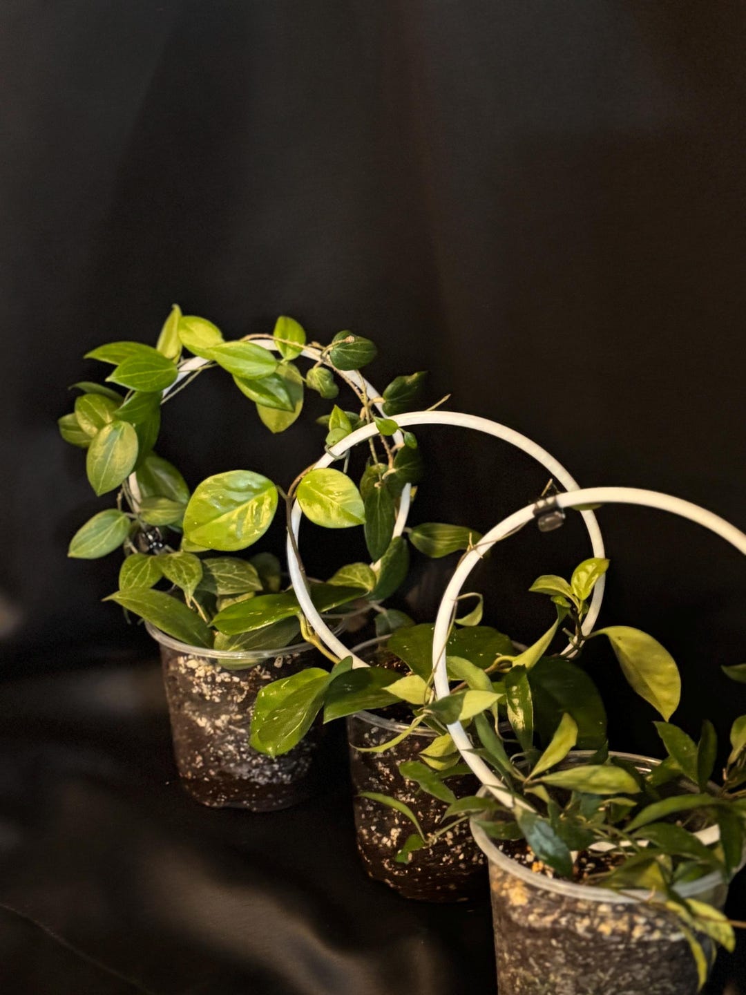 3D Printed Trellis + Plants | 9" Tall - 7" Wide - Etsy
