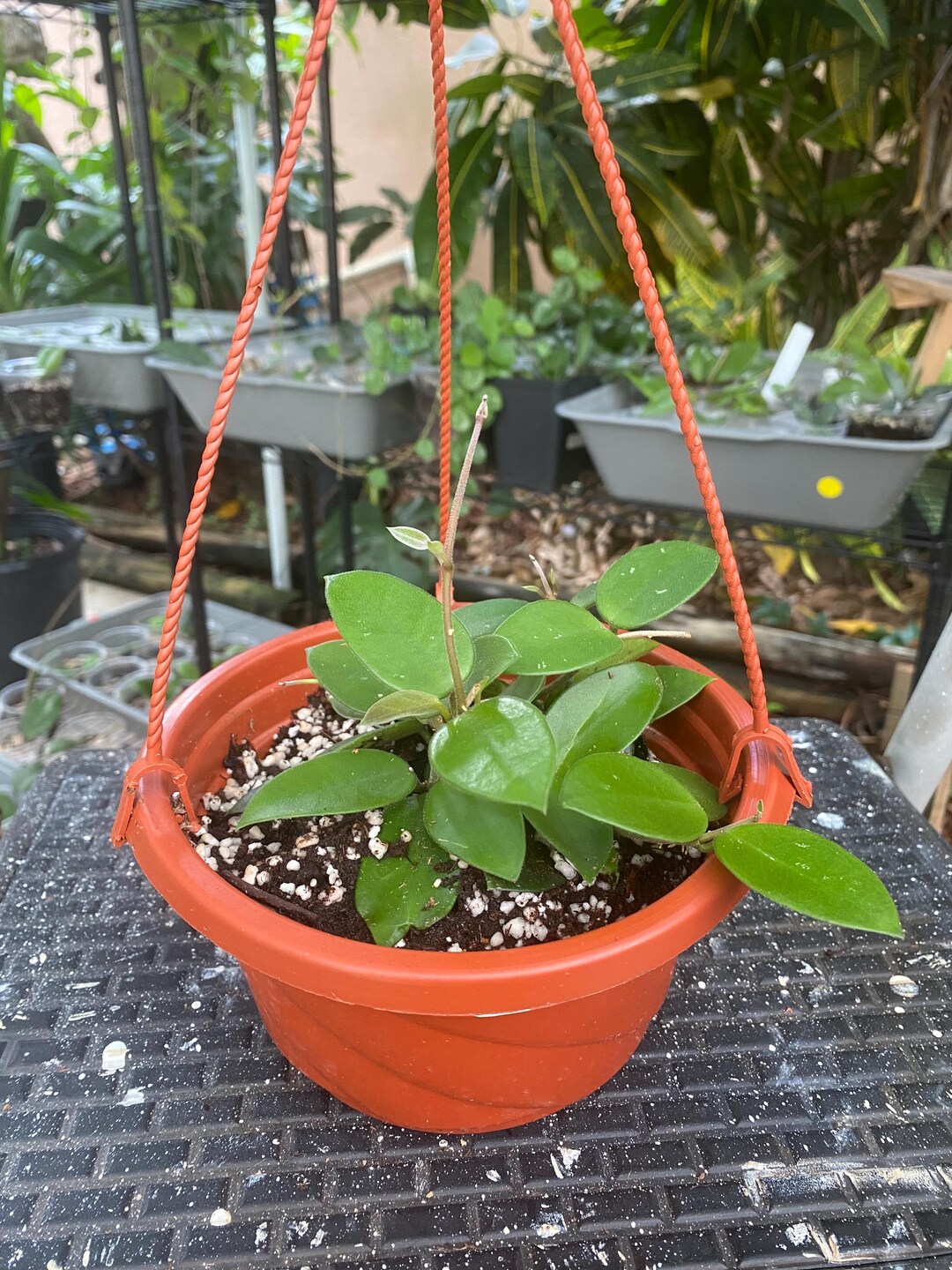 Hoya Chouke - Hanging Basket | 4 Inch Pot - Etsy