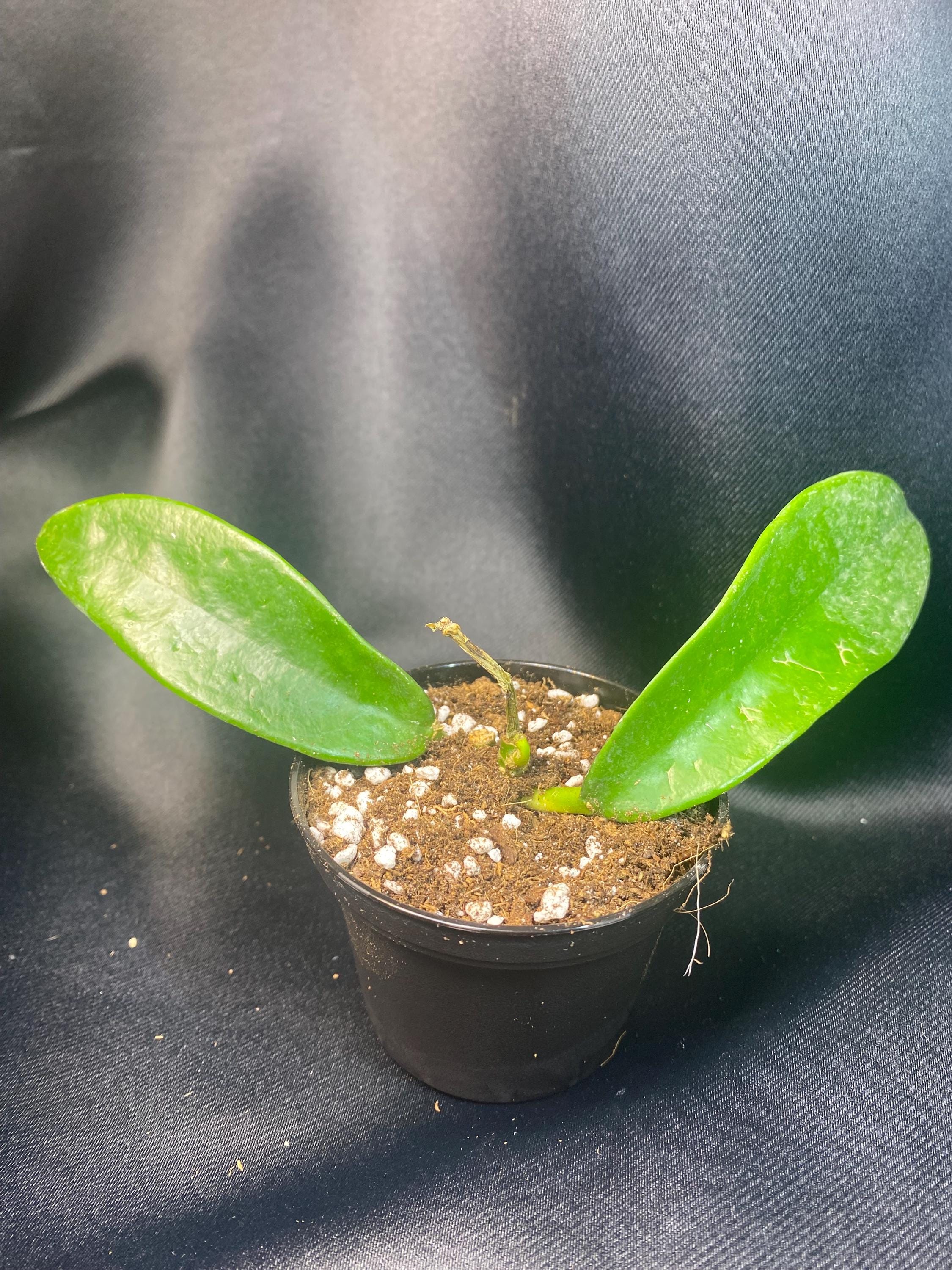 Hoya Meliflua | 2.5 Inch Pots - Etsy
