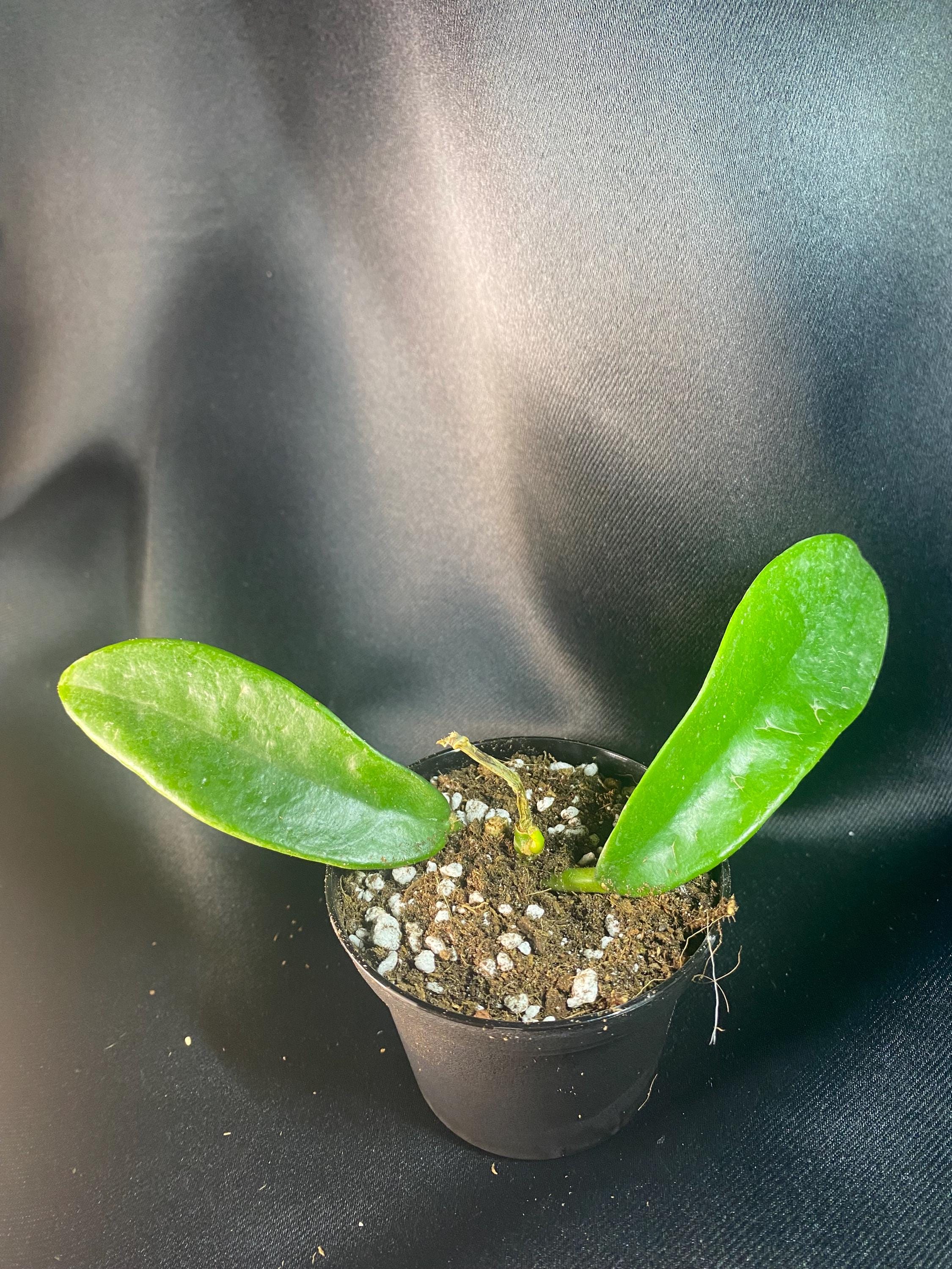 Hoya Meliflua | 2.5 and 3.5 Inch Pots - Etsy