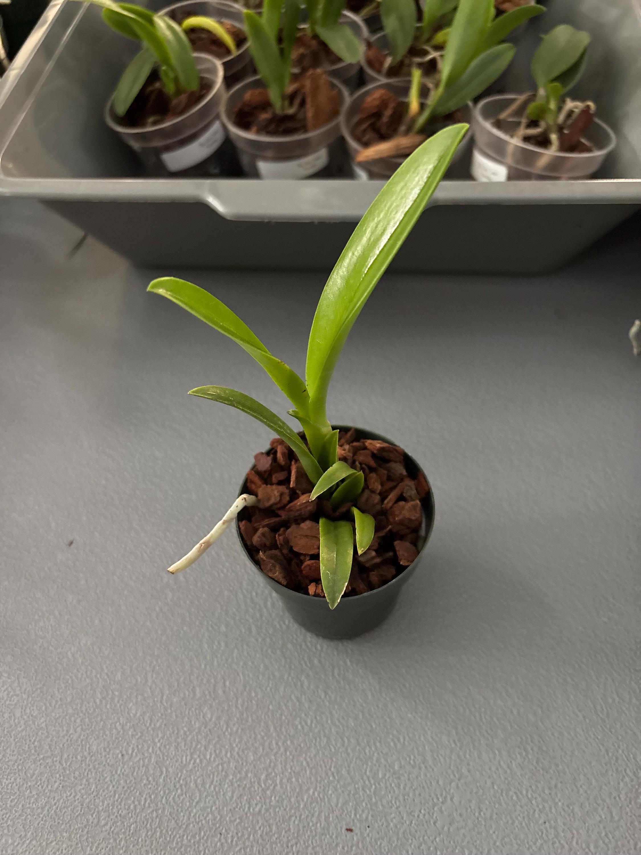 Bc Hawaii Stars ‘paradise’ - Young Orchid | 2.5 Inch Pot - Etsy