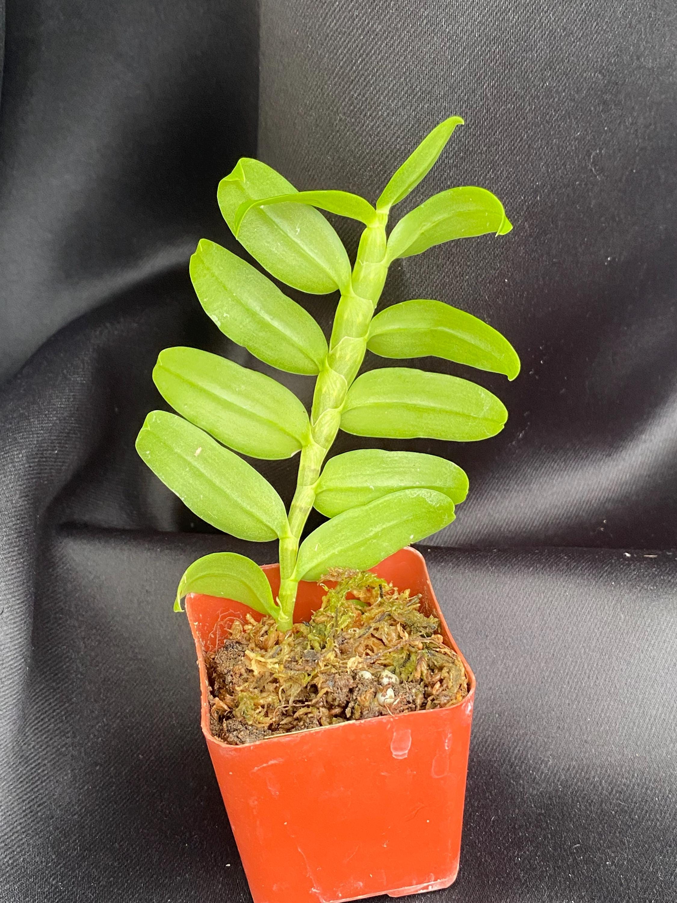 Den. Yama's Delight 'momilani' X Neifert's Quest - Young Orchid - Etsy